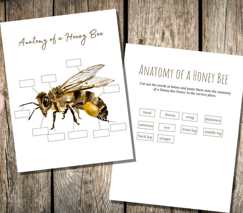Bee Anatomy Poster and Labeling Activity Homeschool Instant - Etsy
