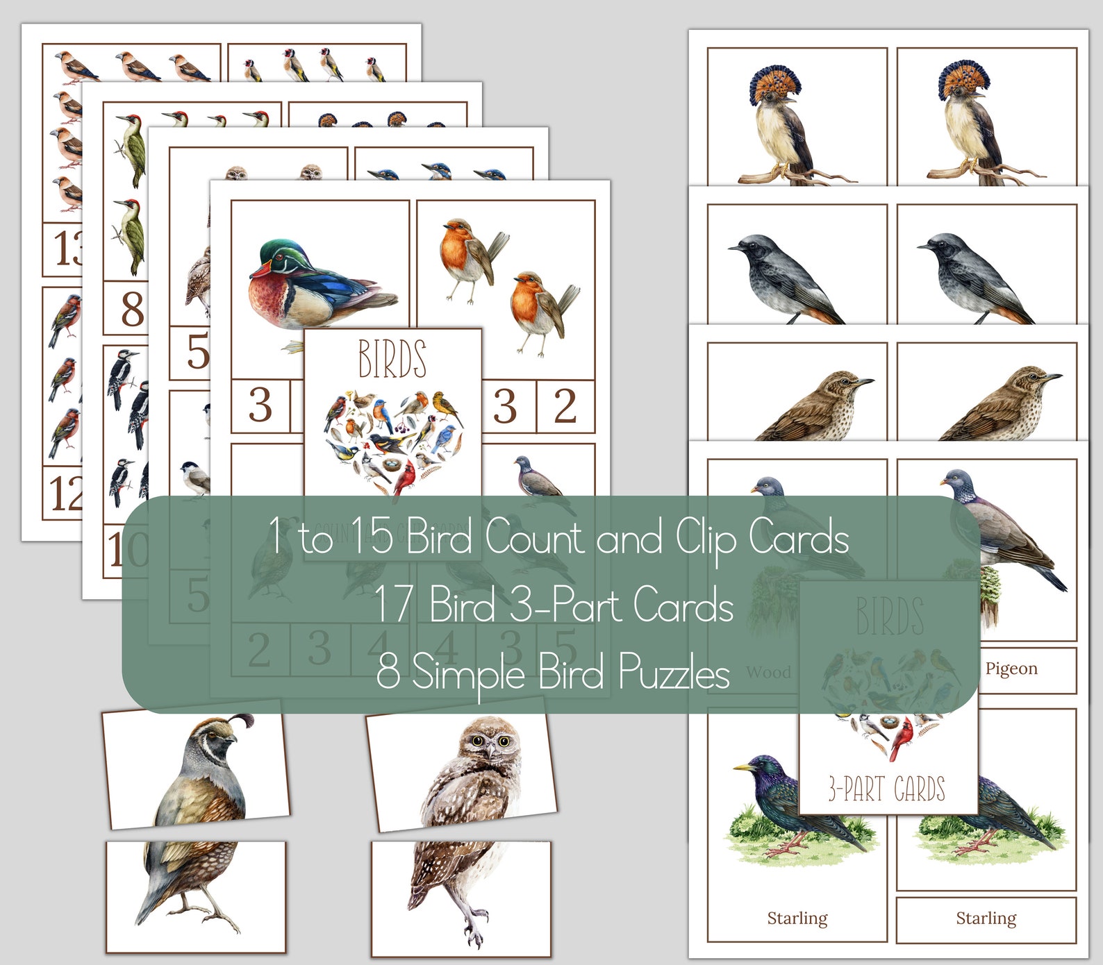 Bird Unit Study: Anatomy, Life Cycle, Homeschool Printable (instant ...