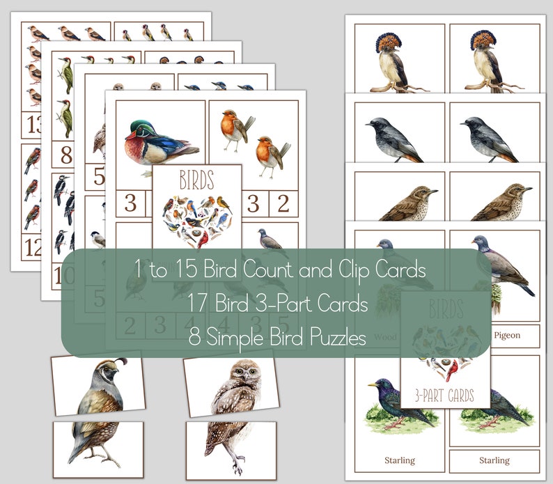 Bird Unit Study: Anatomy, Life Cycle, Homeschool Printable (instant ...