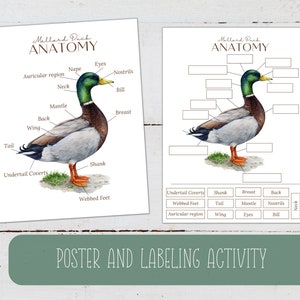MALLARD DUCK Anatomy, Poster + Labeling and Tracing Activities ...