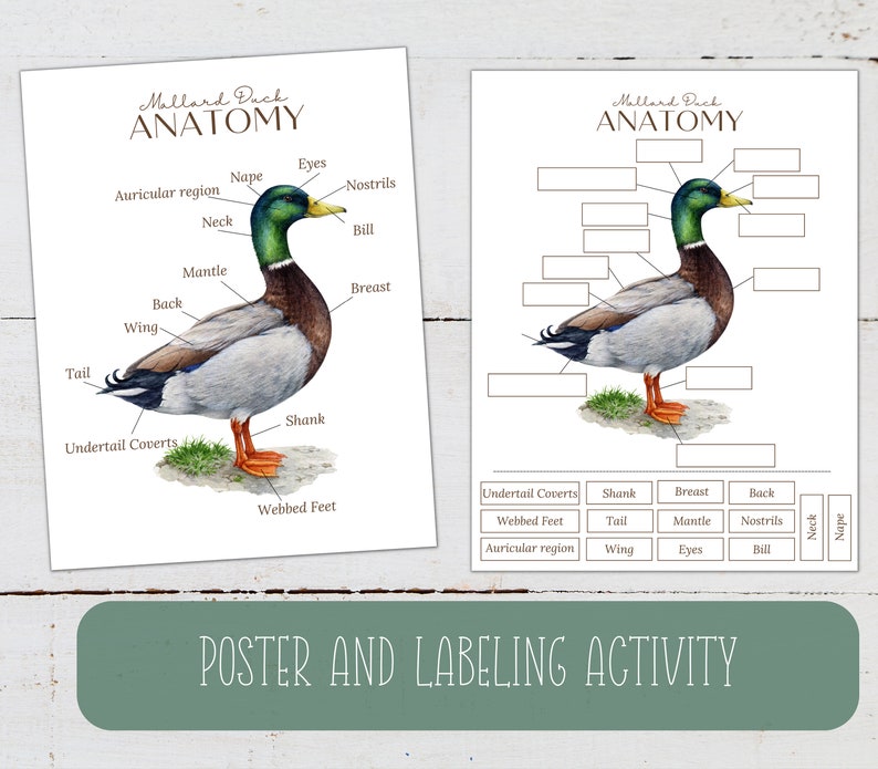 MALLARD DUCK Anatomy Poster Labeling and Tracing - Etsy