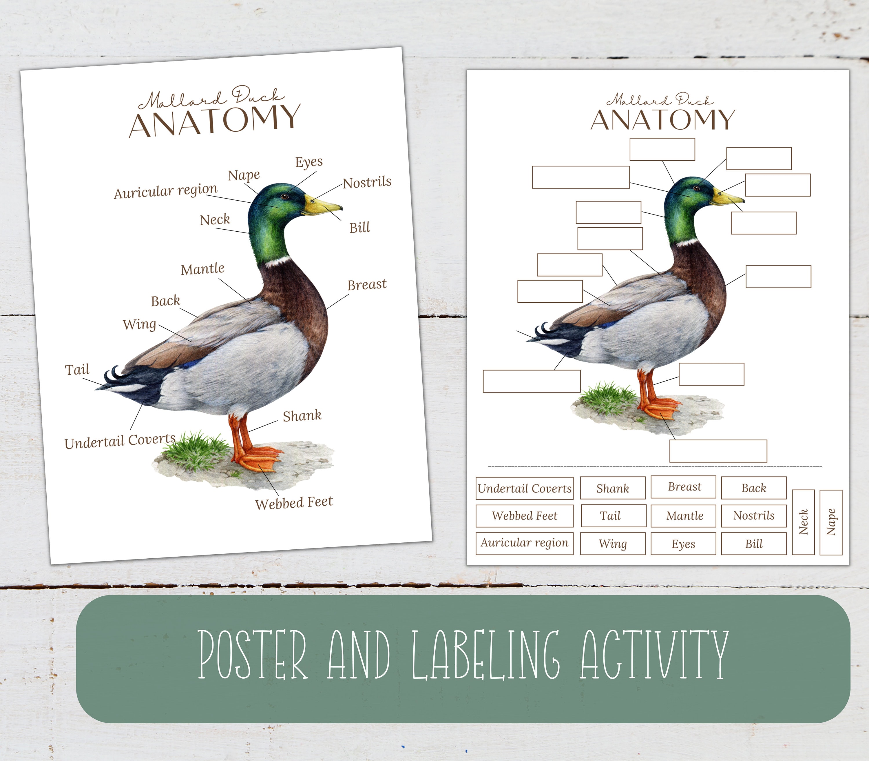 MALLARD DUCK Anatomy Poster Labeling and Tracing - Etsy