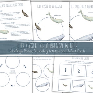 WHALES Unit Study, Life Cycle, Anatomy, Nature Study, Science ...
