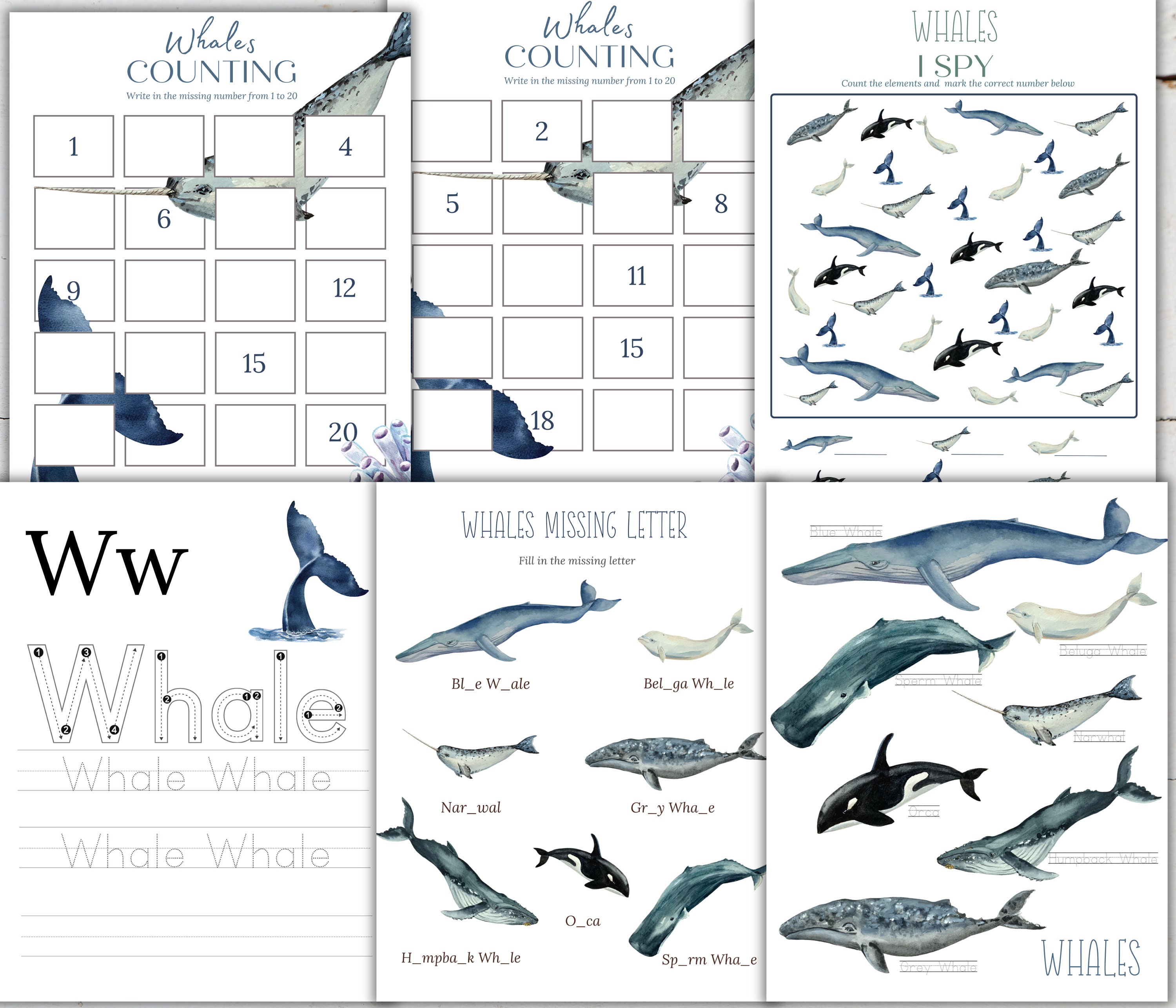 Whales Unit Study: Anatomy, Life Cycle, Homeschool Printable (instant ...