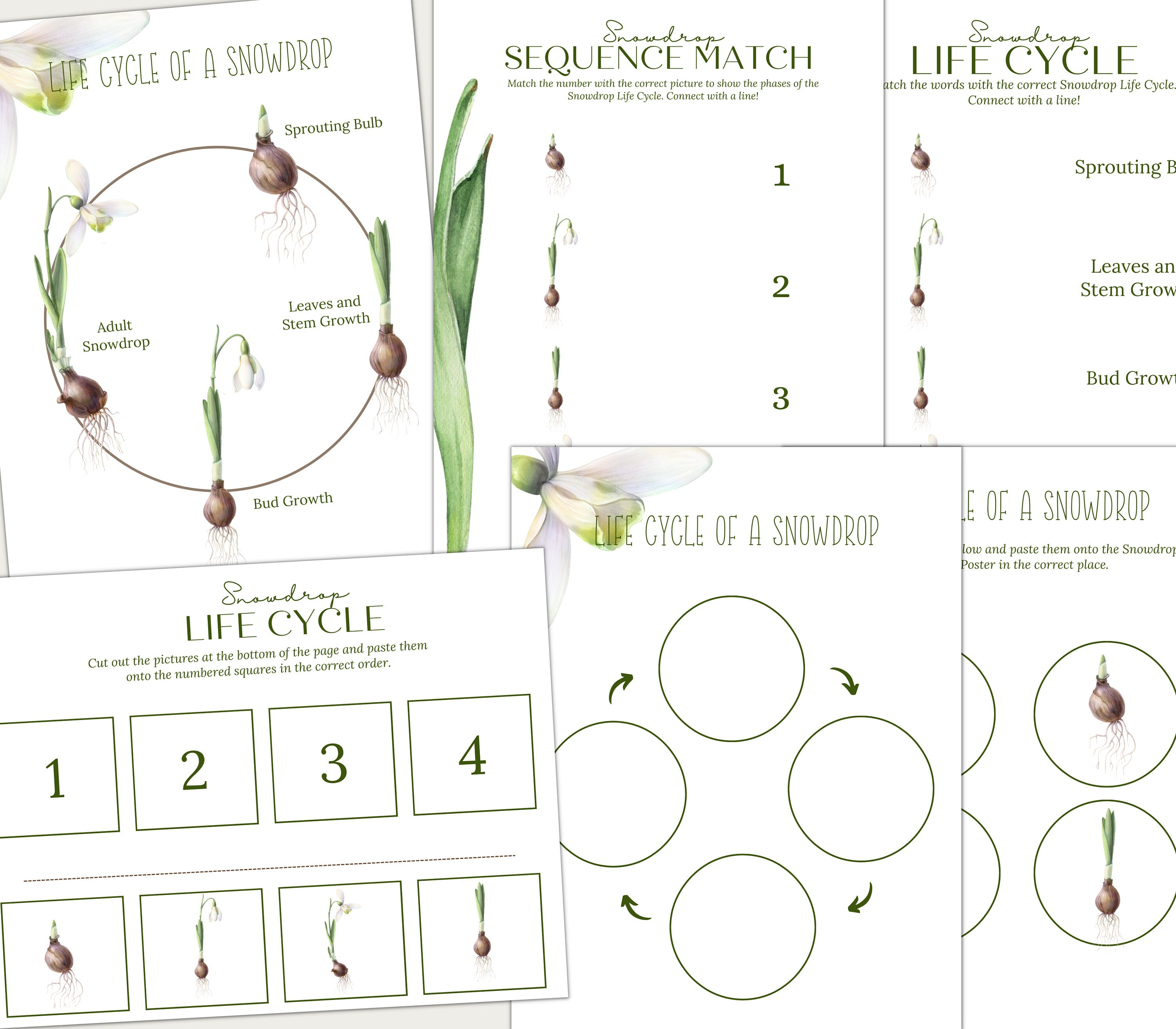 SNOWDROP Unit Study Life Cycle Anatomy Nature Study - Etsy