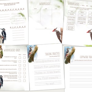 Woodpeckers Unit Study: Life Cycle, Anatomy, Homeschool Printable ...