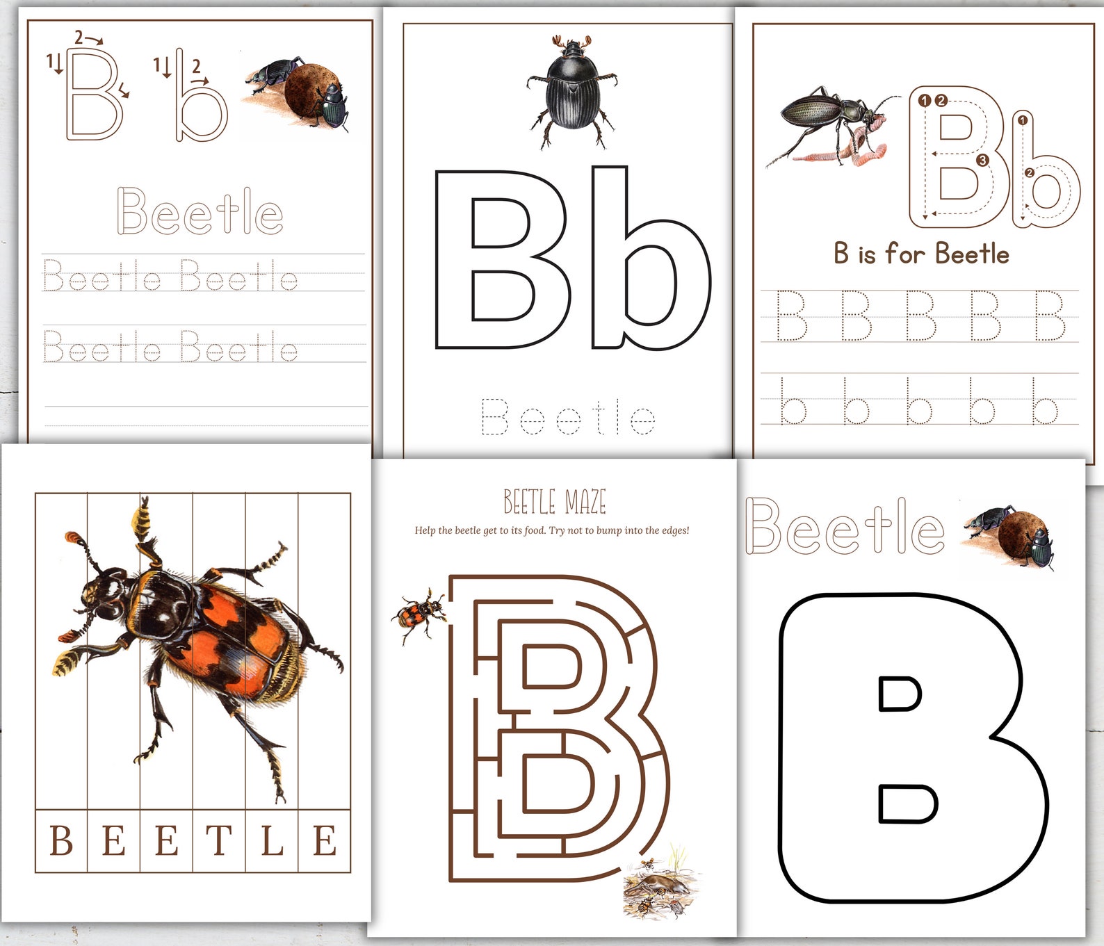 Beetles Unit Study: Homeschool Science Printable (instant Download) - Etsy