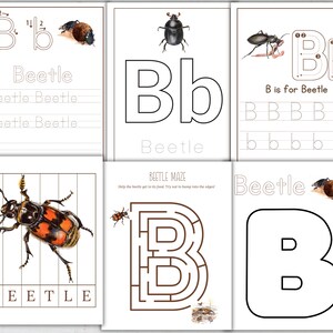 Beetles Unit Study: Homeschool Science Printable (instant Download) - Etsy