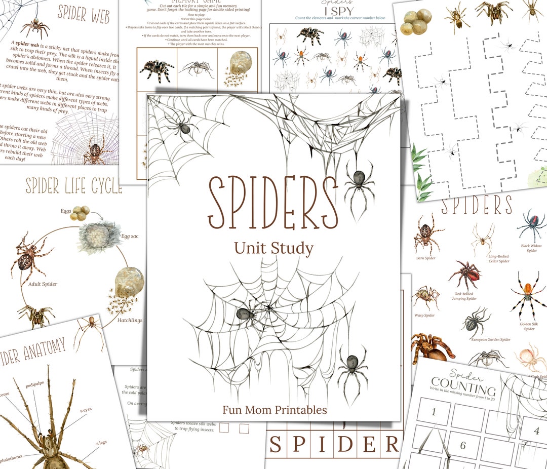Spider Unit Study: Life Cycle, Anatomy, Homeschool Printable (instant ...