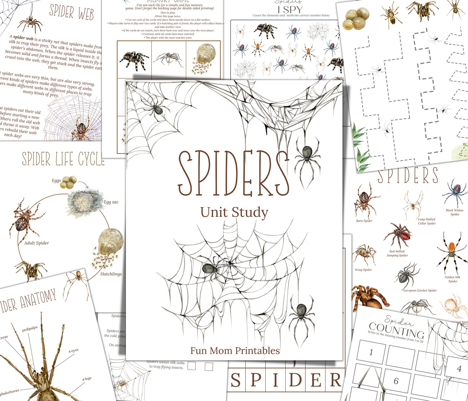 Spider Unit Study: Life Cycle, Anatomy, Homeschool Printable (instant ...