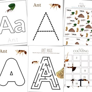 ANT Colony Unit Study, Life Cycle, Anatomy, Nature Study, Science ...