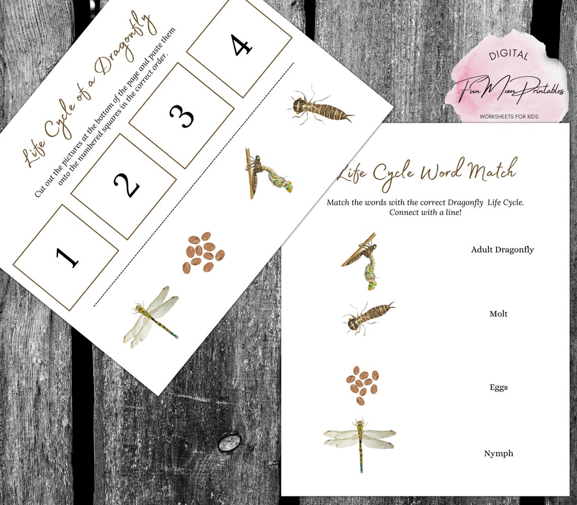 DRAGONFLY Unit Study Life Cycle Anatomy Nature Study - Etsy