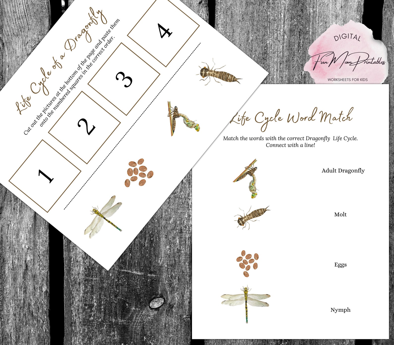 DRAGONFLY Unit Study Life Cycle Anatomy Nature Study - Etsy