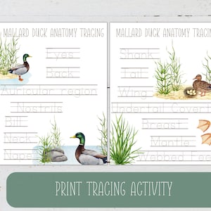MALLARD DUCK Anatomy, Poster + Labeling and Tracing Activities ...