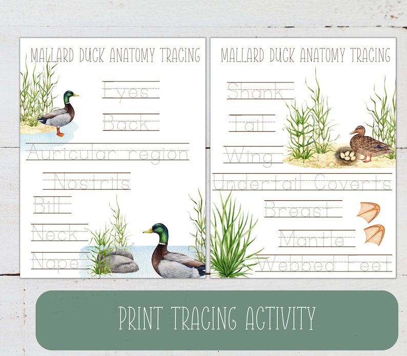 MALLARD DUCK Anatomy Poster Labeling and Tracing - Etsy