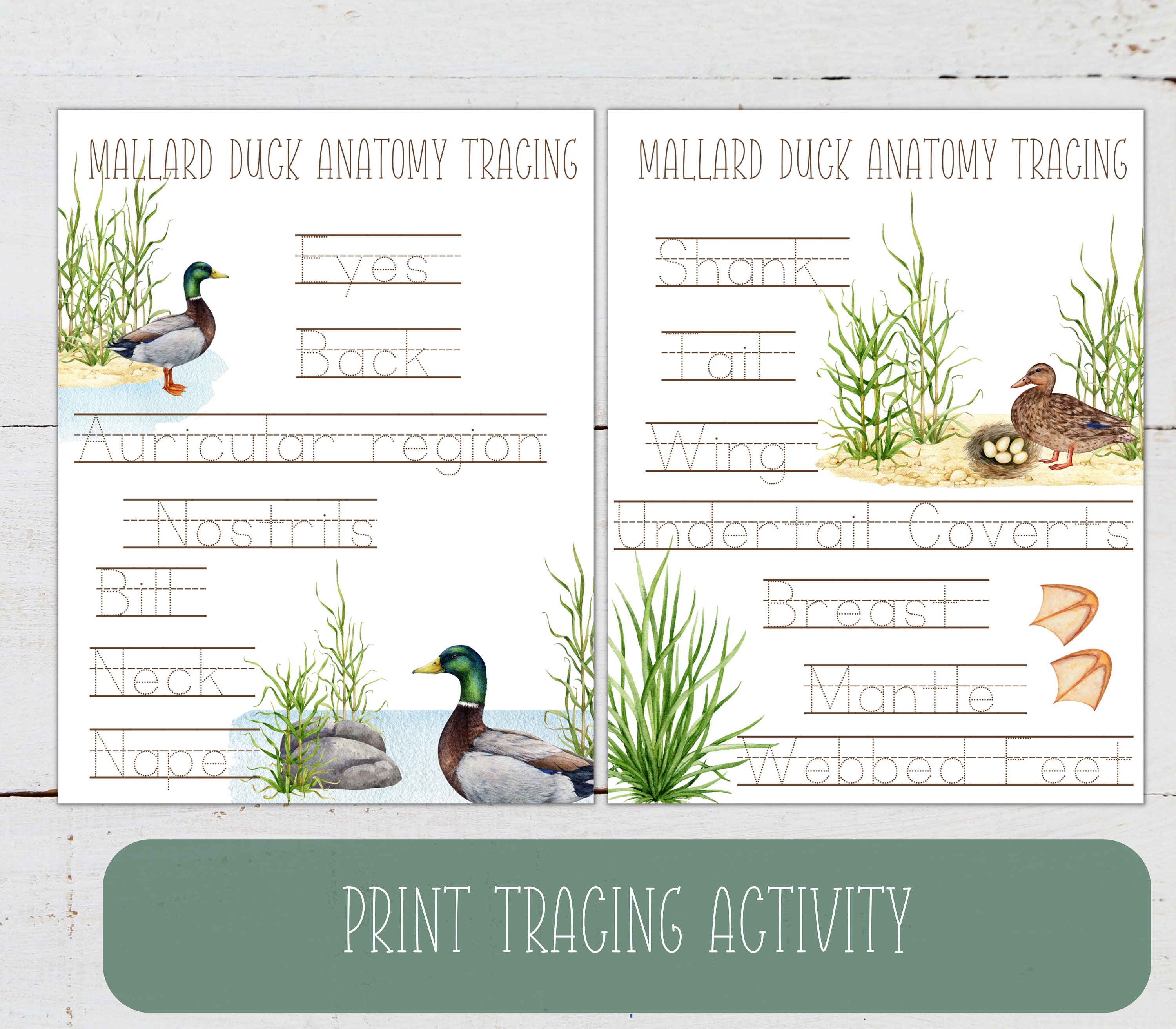 MALLARD DUCK Anatomy Poster Labeling and Tracing - Etsy