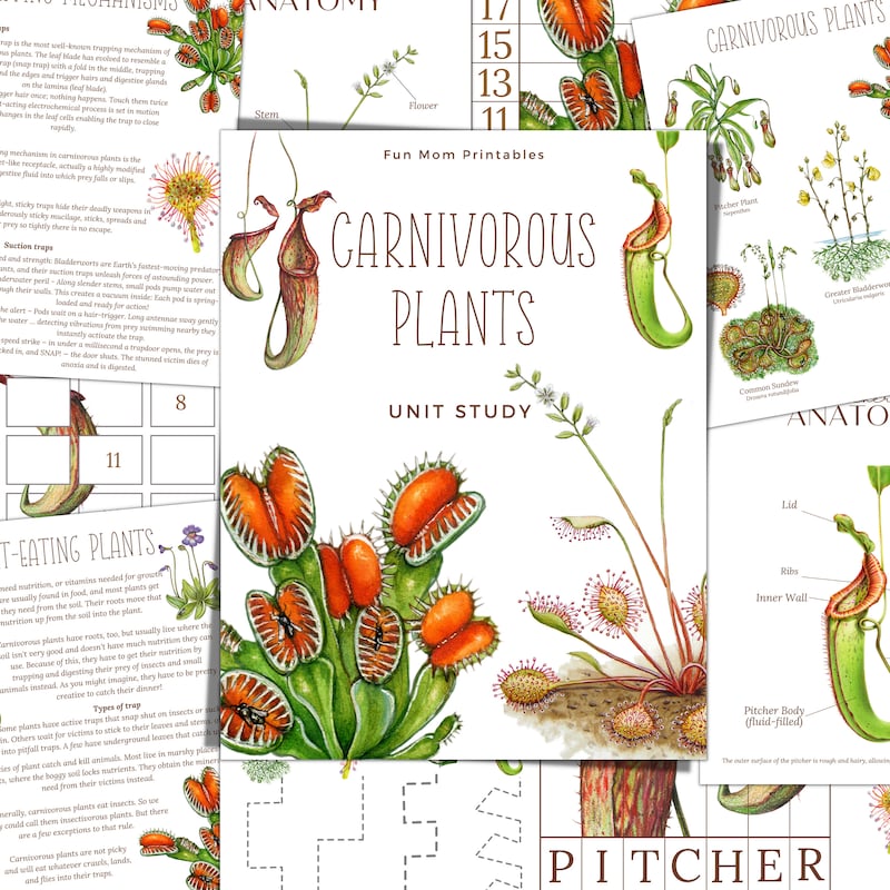 Venus Flytrap - Etsy