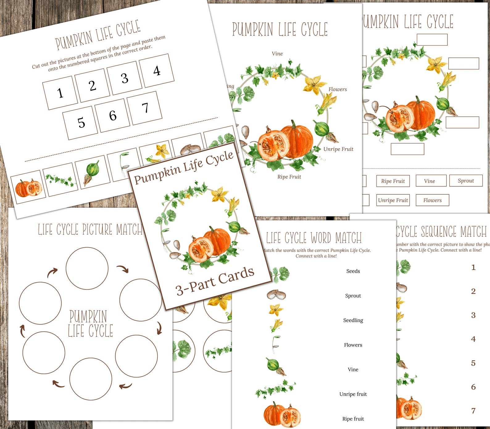 PUMPKIN Unit Study Life Cycle Anatomy Nature Study - Etsy