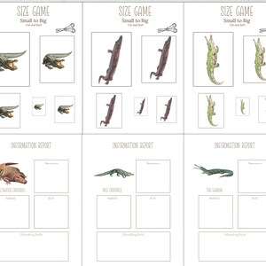 CROCODILE Unit Study, Life Cycle, Anatomy, Nature Study, Science ...