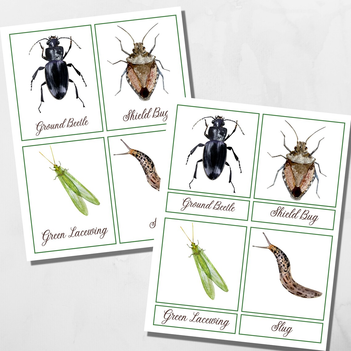 Minibeast 3 Part Cards and Miniposter Bugs Insects Nature - Etsy
