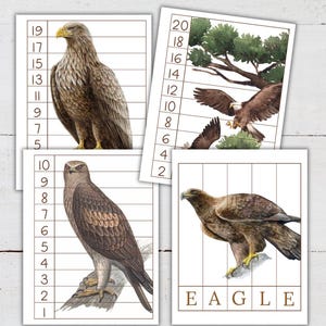 Eagles Unit Study: Life Cycle, Anatomy, Homeschool Printable (instant ...