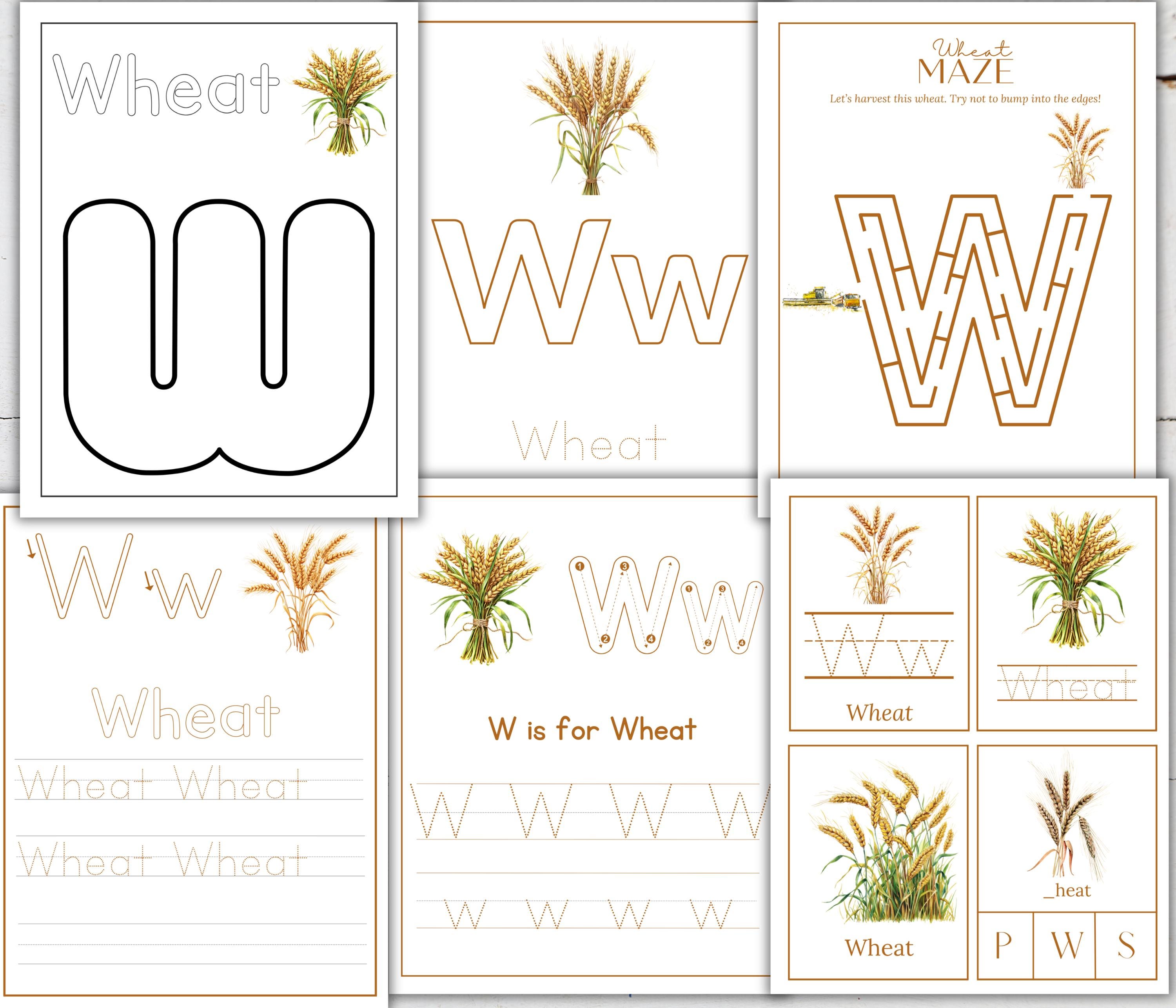 Wheat Unit Study: Life Cycle, Anatomy, Homeschool Printable (instant ...