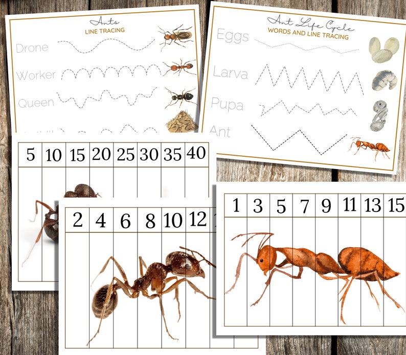 ANT Colony Unit Study Life Cycle Anatomy Nature Study | Etsy