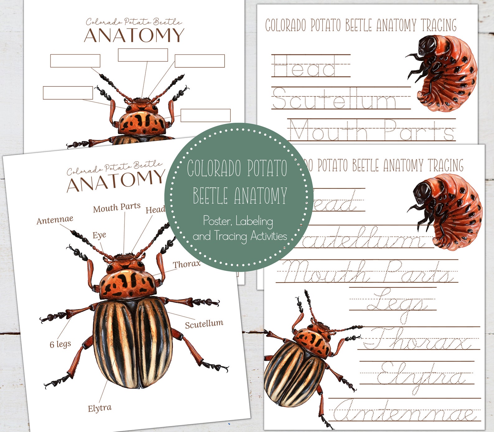 Garden Pests Unit Study: Homeschool Science (instant Download) - Etsy