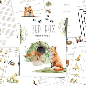RED FOX Unit Study Life Cycle Anatomy Nature Study - Etsy