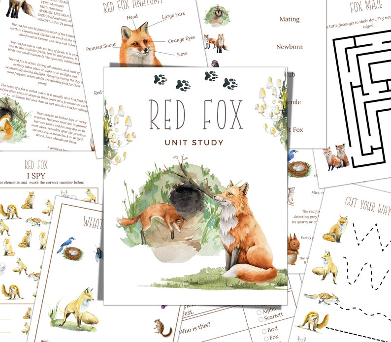RED FOX Unit Study Life Cycle Anatomy Nature Study - Etsy Australia