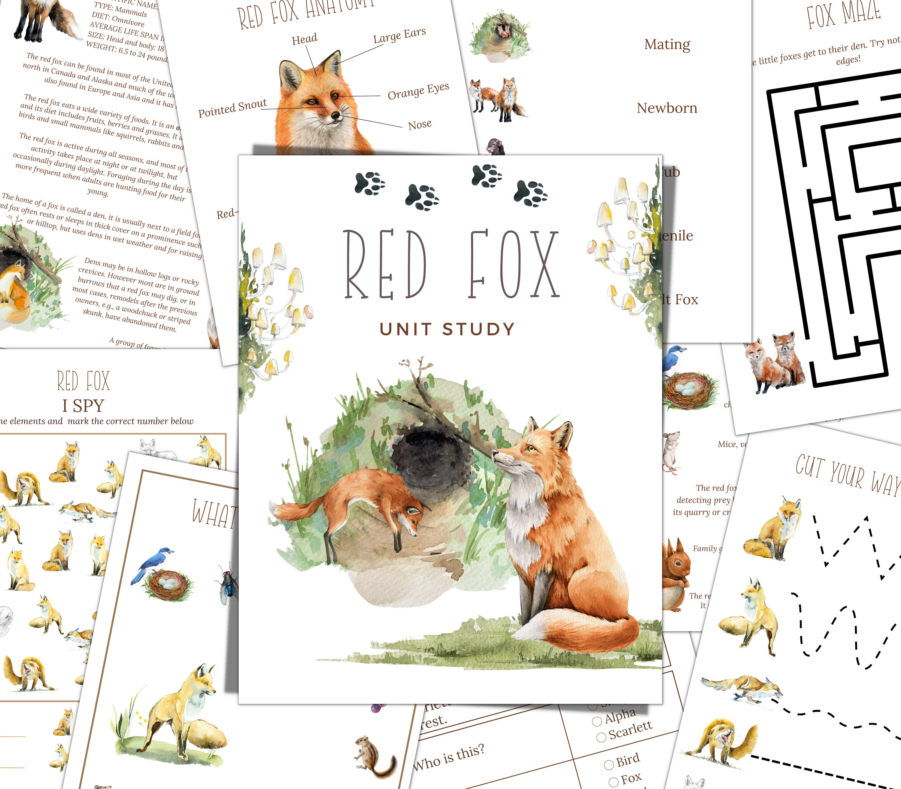 RED FOX Unit Study Life Cycle Anatomy Nature Study - Etsy
