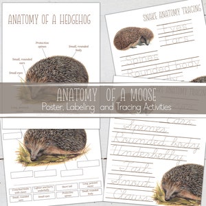 HEDGEHOG Unit Study, Life Cycle, Anatomy, Nature Study, Science ...