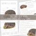 HEDGEHOG Unit Study, Life Cycle, Anatomy, Nature Study, Science ...