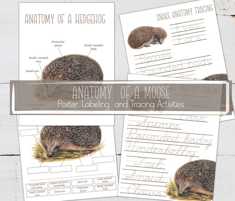 Hedgehog Unit Study: Homeschool Science Printable (instant Download) - Etsy