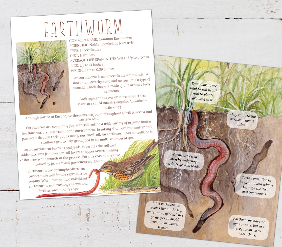 EARTHWORM Study Unit, Life Cycle, Anatomy, Nature Study, Science ...