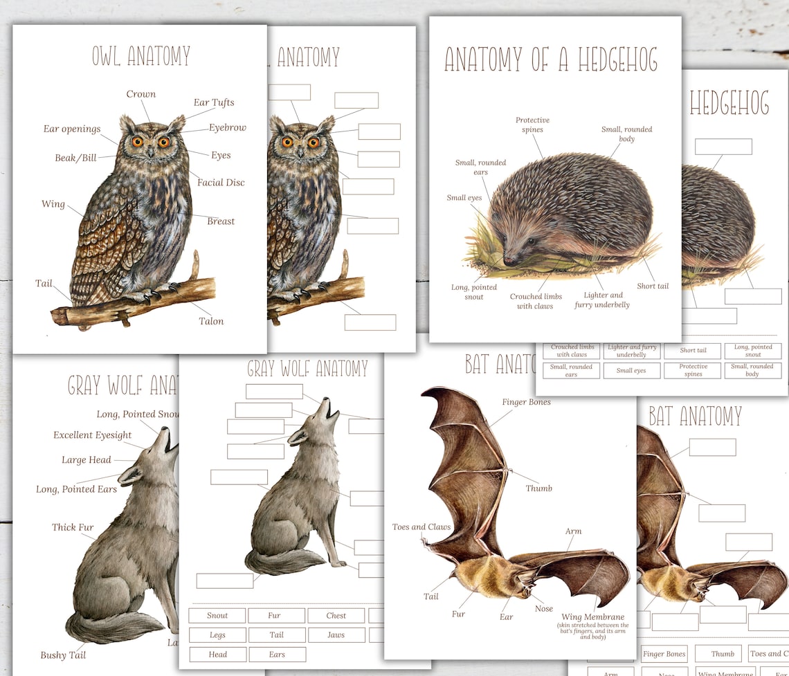 Nocturnal Animals Unit Study: Anatomy, Life Cycle, & Handwriting ...