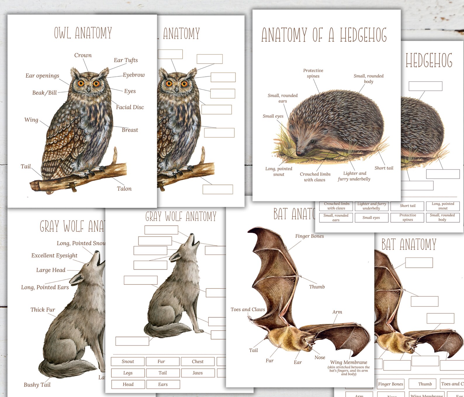 Nocturnal Animals Unit Study: Anatomy, Life Cycle, & Handwriting ...