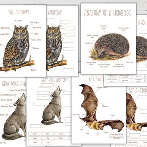 Nocturnal Animals Unit Study: Anatomy, Life Cycle, & Handwriting ...