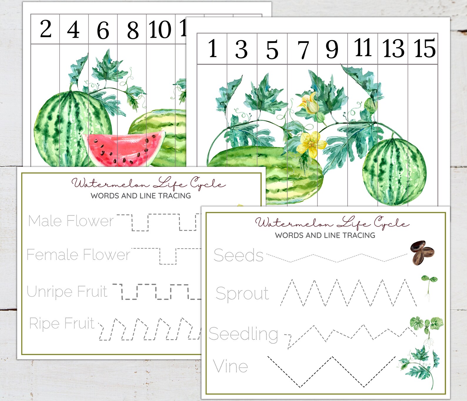 WATERMELON Unit Study, Life Cycle, Anatomy, Nature Study, Science ...