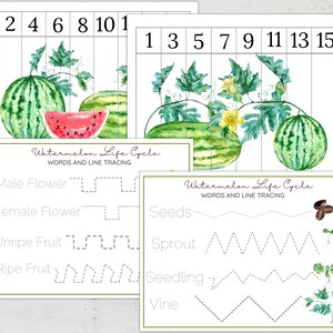 WATERMELON Unit Study, Life Cycle, Anatomy, Nature Study, Science ...