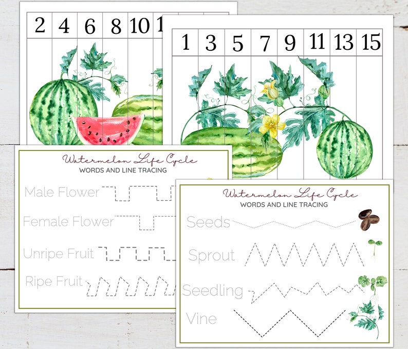 WATERMELON Unit Study, Life Cycle, Anatomy, Nature Study, Science ...