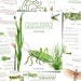 Grasshopper Unit Study: Life Cycle, Anatomy, Homeschool Printable ...