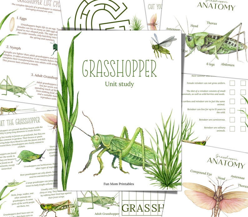 GRASSHOPPER Unit Study Life Cycle Anatomy Nature Study - Etsy