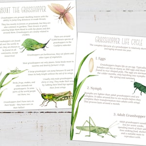 Grasshopper Unit Study: Life Cycle, Anatomy, Homeschool Printable ...