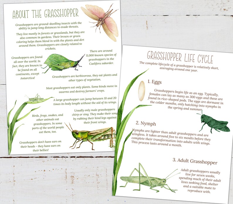 GRASSHOPPER Unit Study Life Cycle Anatomy Nature Study - Etsy