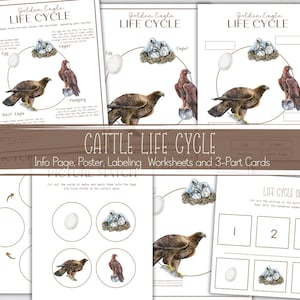 EAGLES Unit Study, Life Cycle, Anatomy, Nature Study, Science ...