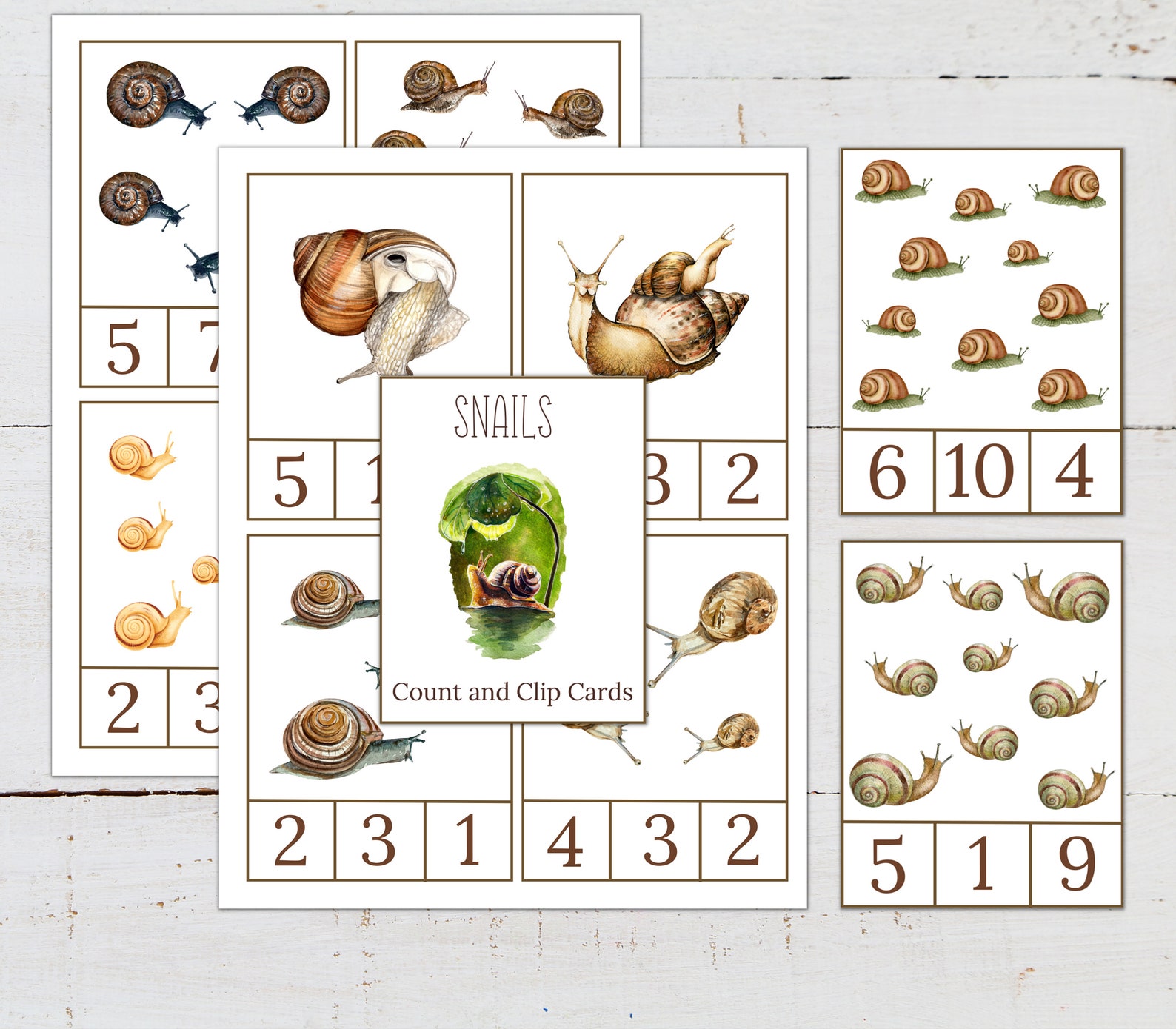Snail Unit Study: Life Cycle, Anatomy, Homeschool Printable (instant ...