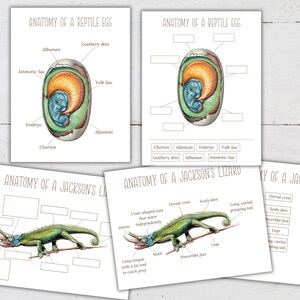 LIZARD Unit Study, Anatomy, Nature Study, Science, Handwriting ...