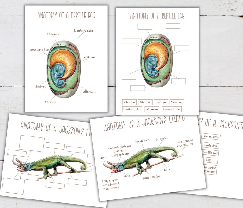 LIZARD Unit Study, Anatomy, Nature Study, Science, Handwriting ...