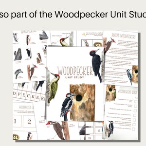 WOODPECKER Anatomy, Poster and Labeling Activity, Homeschool, Instant ...